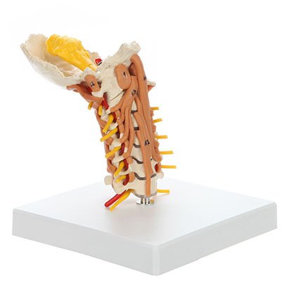 Spine Models